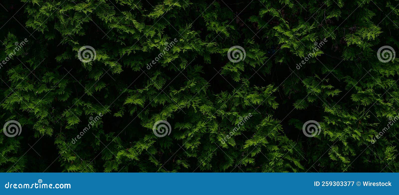 Panorama of Dark Green Tree Branches - Great for Backgrounds Stock ...
