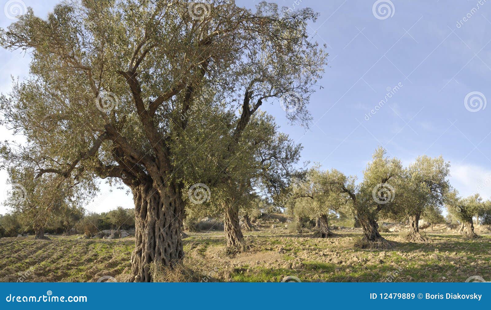 Panorama De Los árboles De Aceitunas Imagen de archivo - Imagen de ...