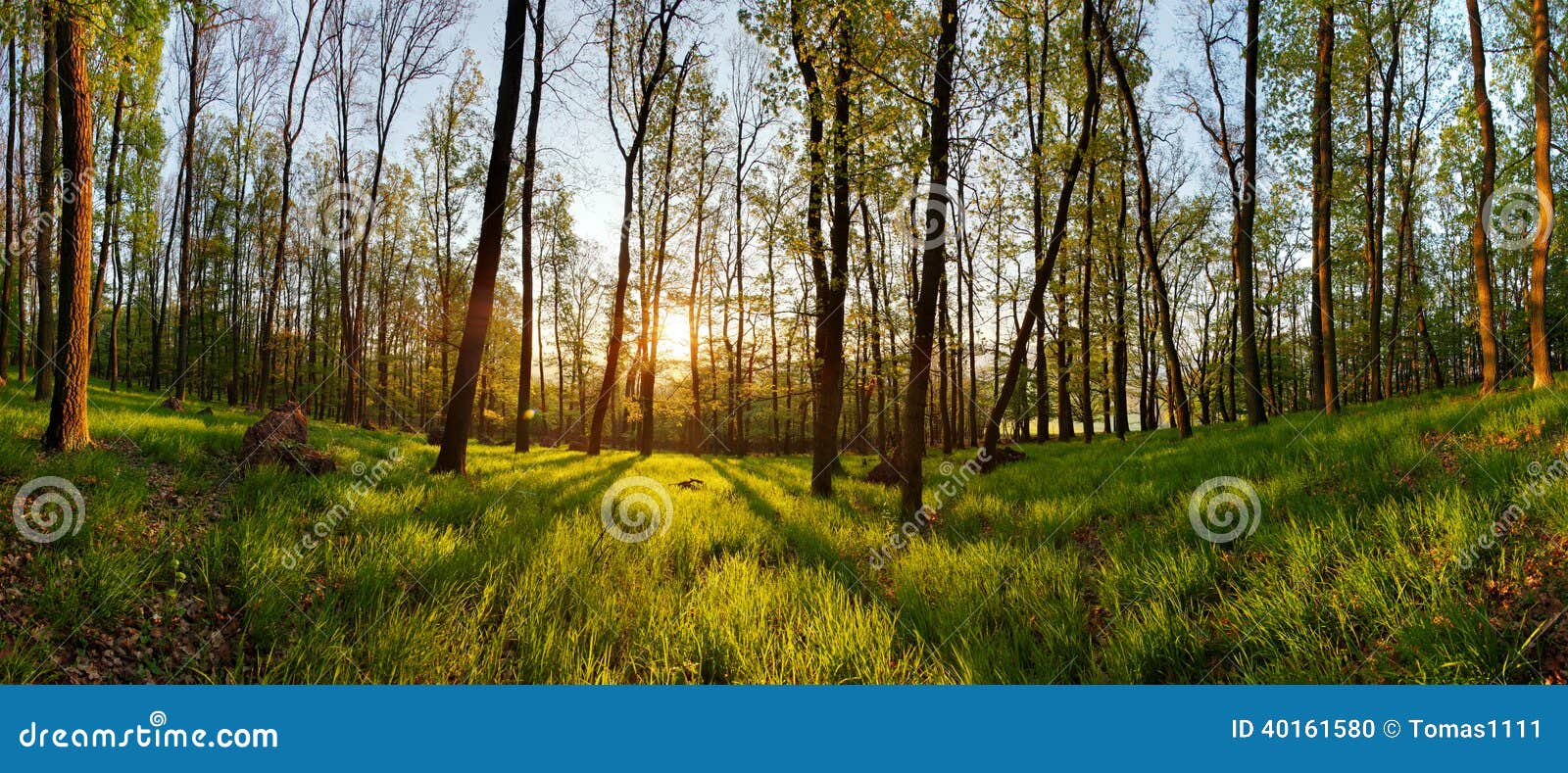 Panorama Del Bosque De La Primavera Con El Sol Foto de archivo - Imagen ...
