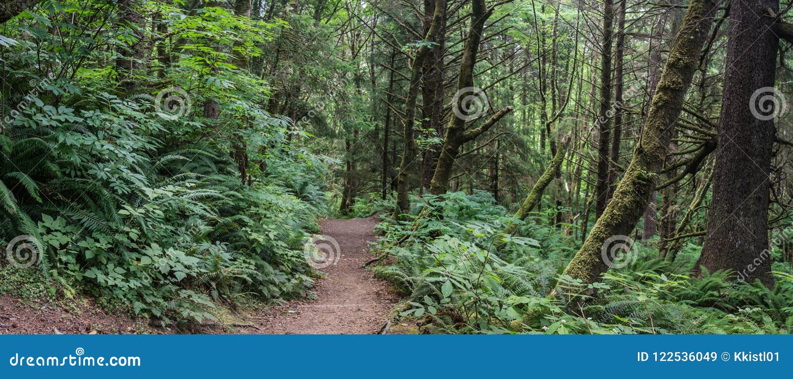 Panorama Del Bosque De La Selva Tropical De Oregon Imagen de archivo ...