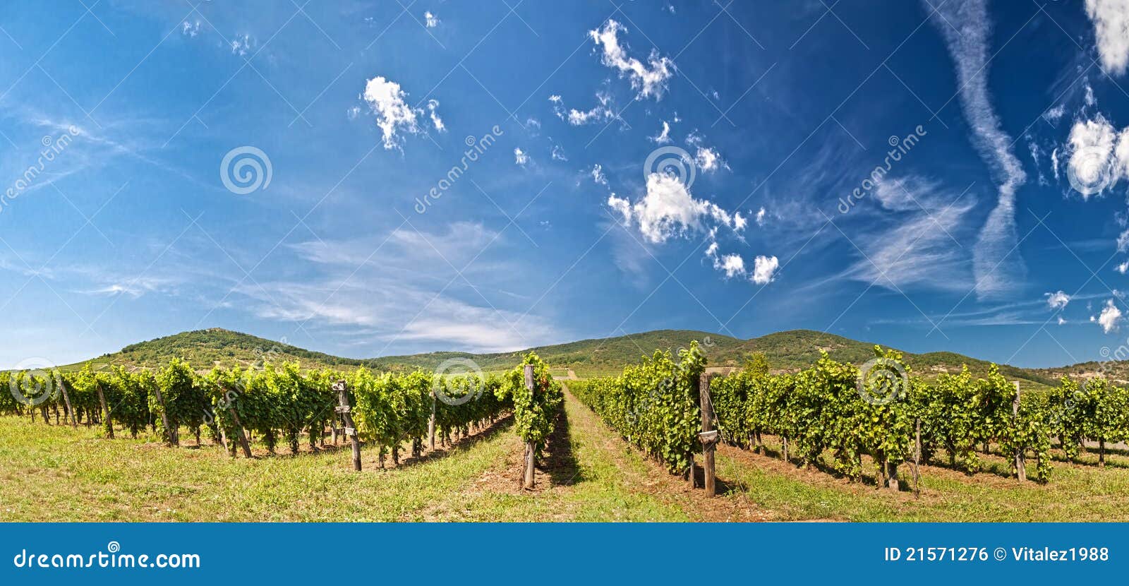 Panorama della vigna fotografia stock. Immagine di rurale - 21571276