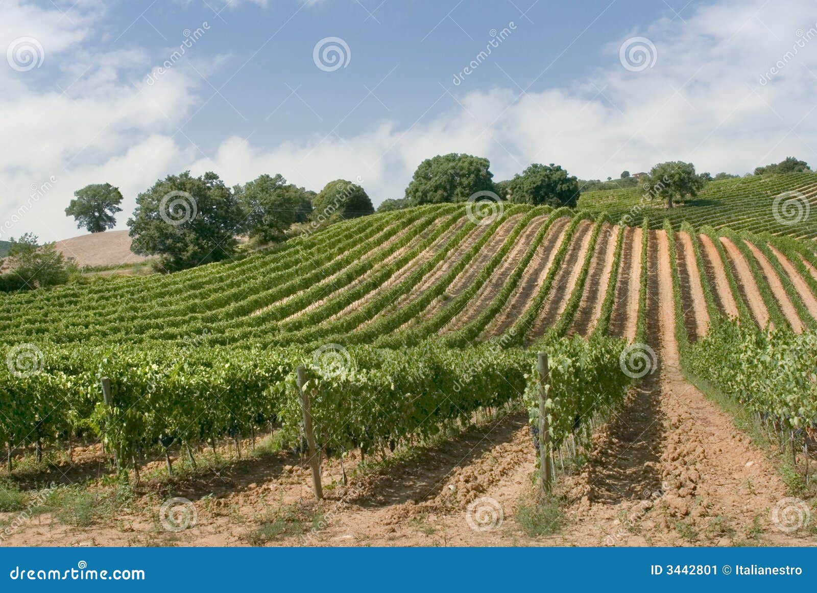 Panorama della vigna immagine stock. Immagine di siccità - 3442801