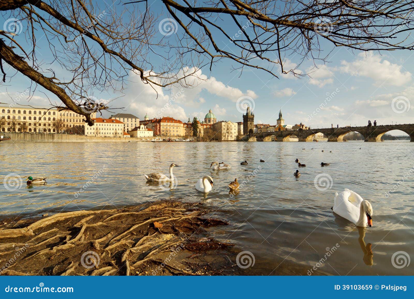 Panorama Di Lungofiume Di Praga Con I Cigni Immagine Stock - Immagine ...