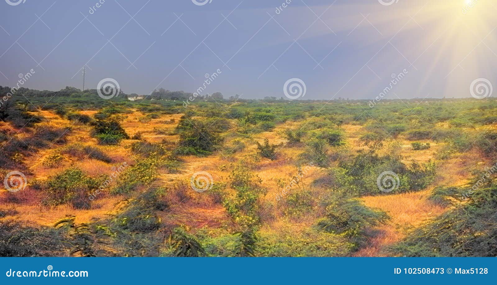 Panorama Droog Struikgewas Van Bush in India Stock Afbeelding - Image ...