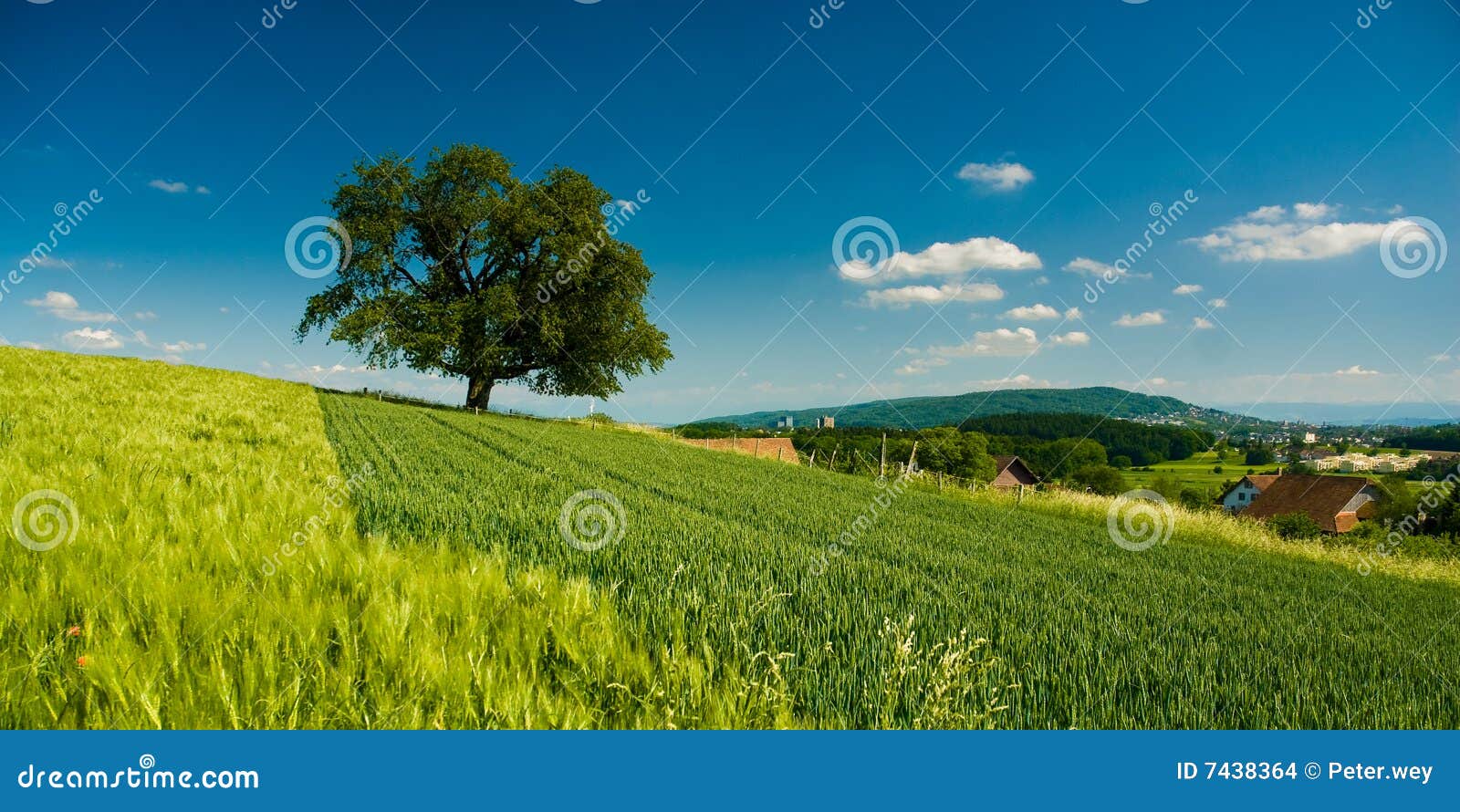 Panorama du paysage rural photo stock. Image du agriculture - 7438364