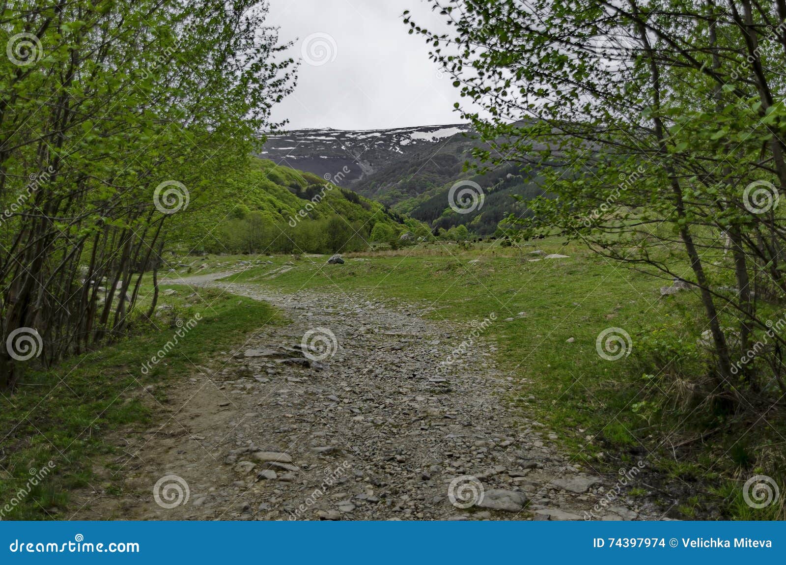 Panorama of Ecological Path through a Green Springtime Forest Stock ...
