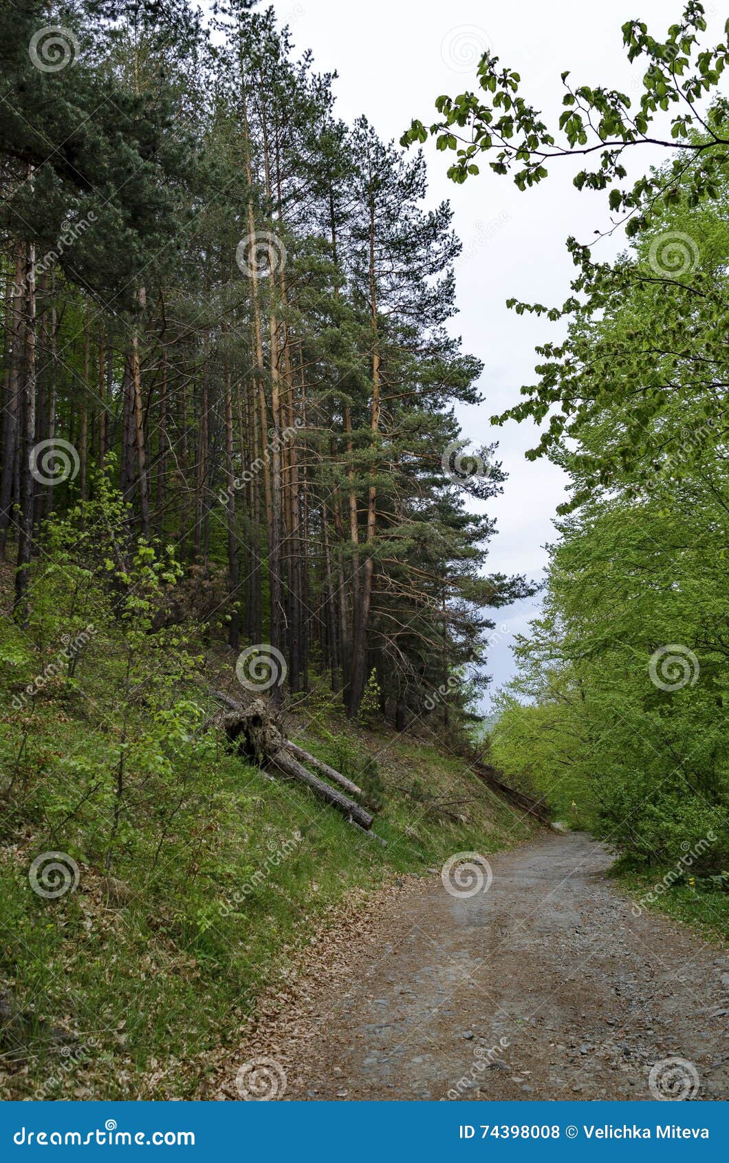 Panorama of Ecological Path through a Green Springtime Forest Stock ...