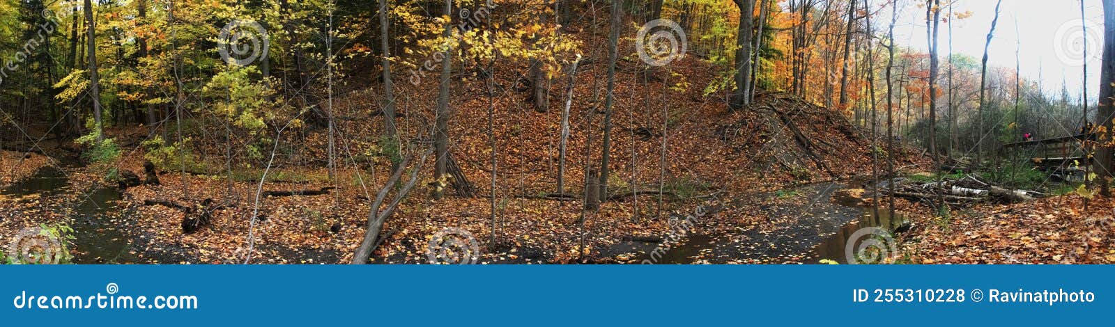 Panorama of Fallen Logs, Fall Leaves, and Bright Trees, Mississauga, on ...