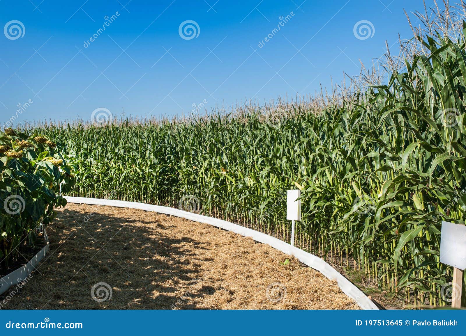 Panorama of Two Circular Fields of Crops: Corn and Sunflower Stock ...
