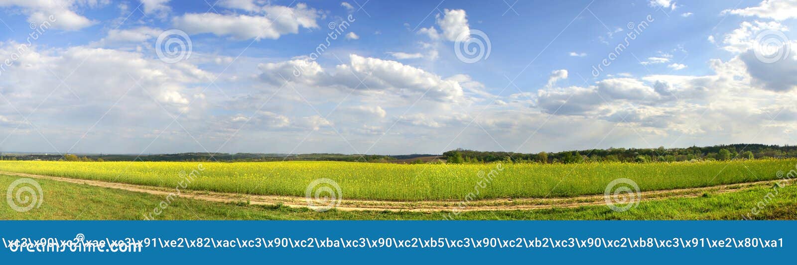 Panorama of the field stock image. Image of yellow, beautiful - 3609867