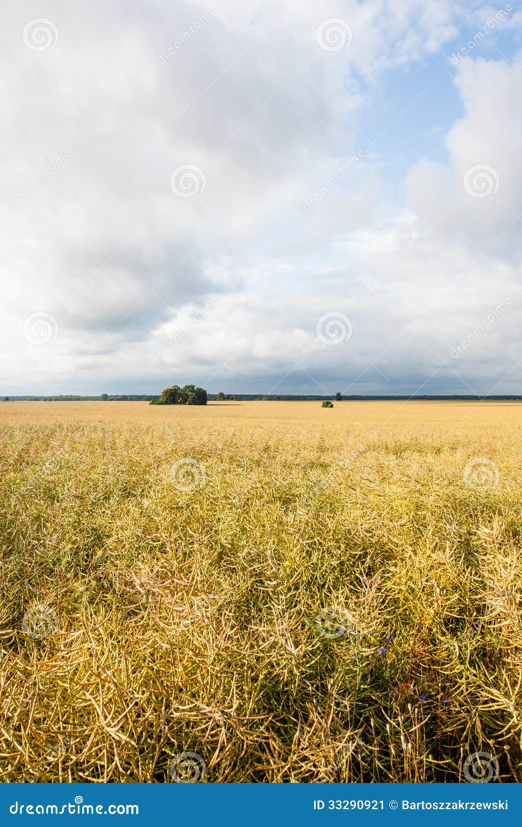 Panorama of the Field on a Cloudy Day Stock Image - Image of nature ...