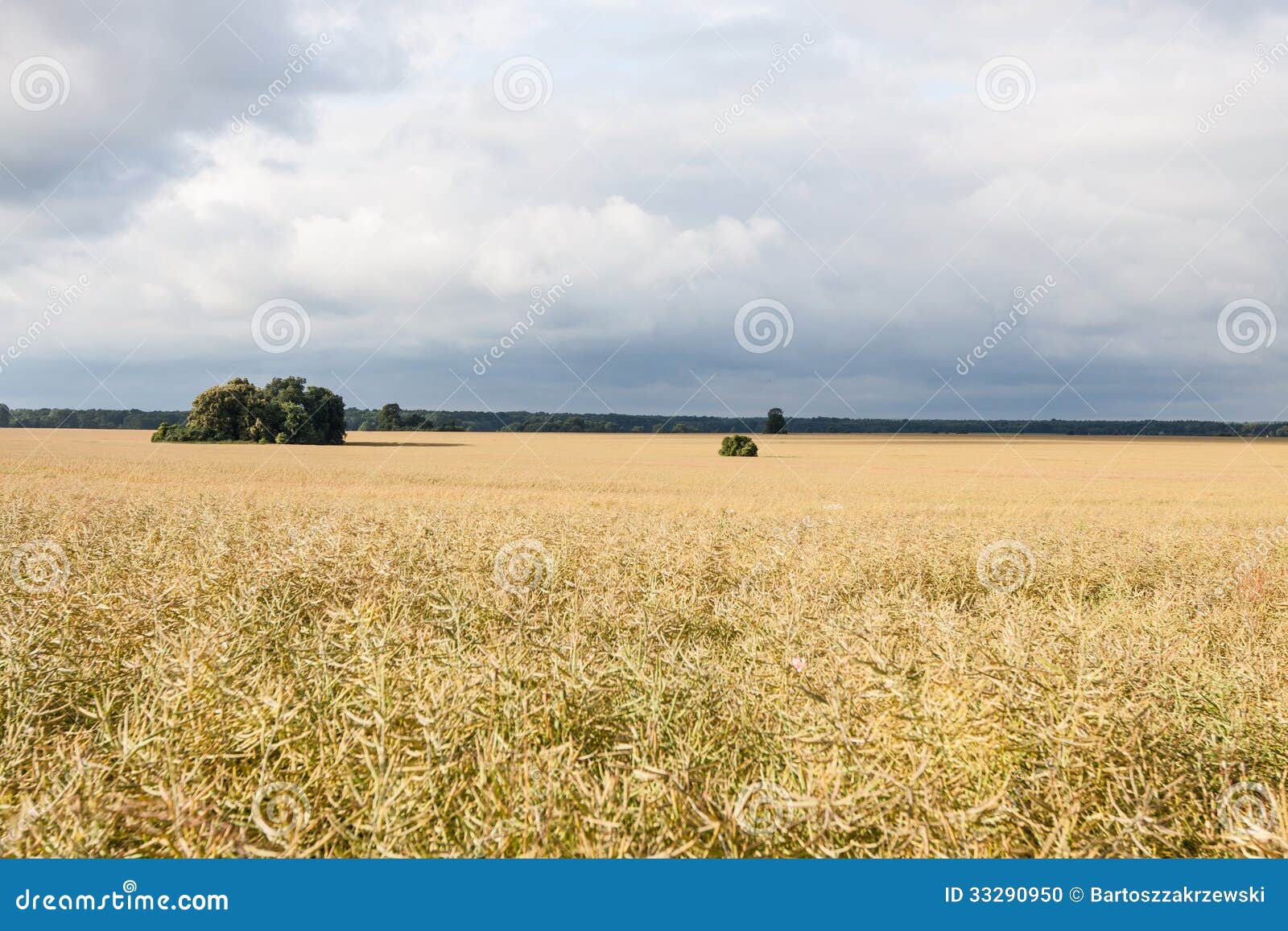 Panorama of the Field on a Cloudy Day Stock Photo - Image of ...