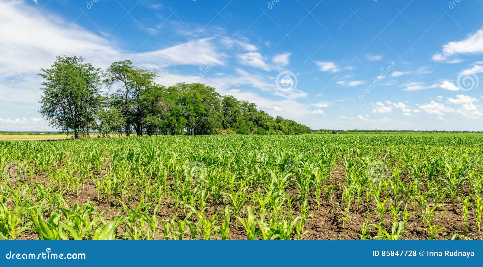 Panorama of Fields with Sprouts of Corn in the Summer, Russia Stock ...