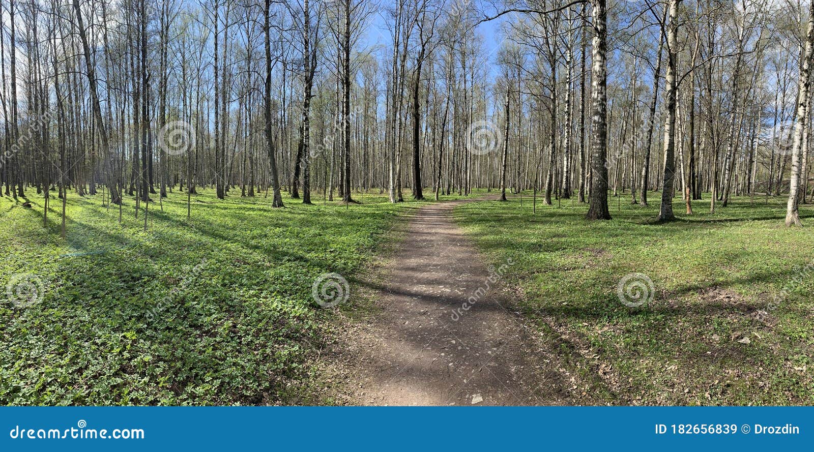Panorama of First Days of Spring in a Forest, Long Shadows, Blue Sky ...