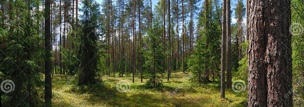 Panorama of forest stock image. Image of hike, nature - 19968001
