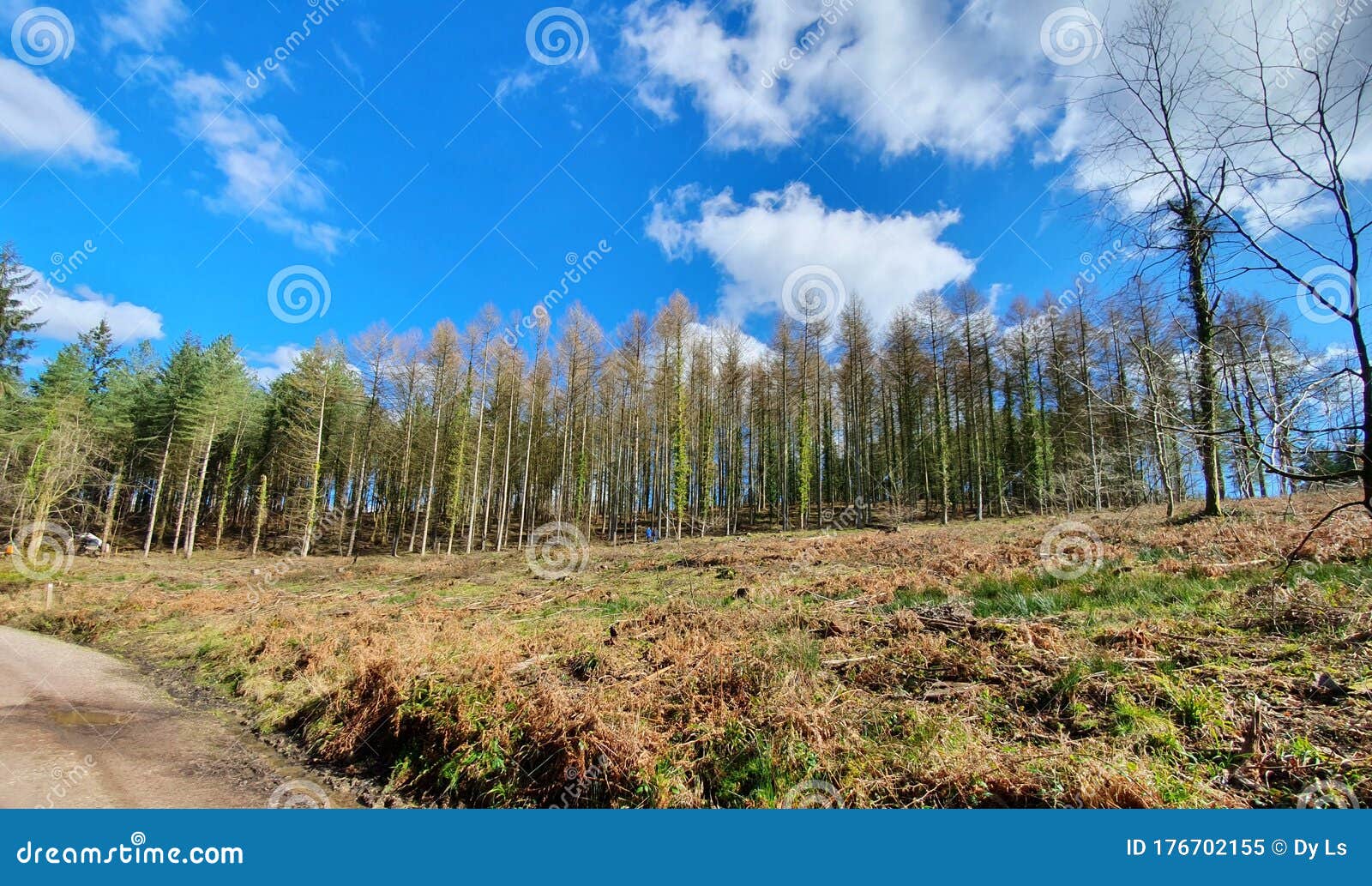 Panoramic Forest stock image. Image of wood, tree, sunshine - 176702155