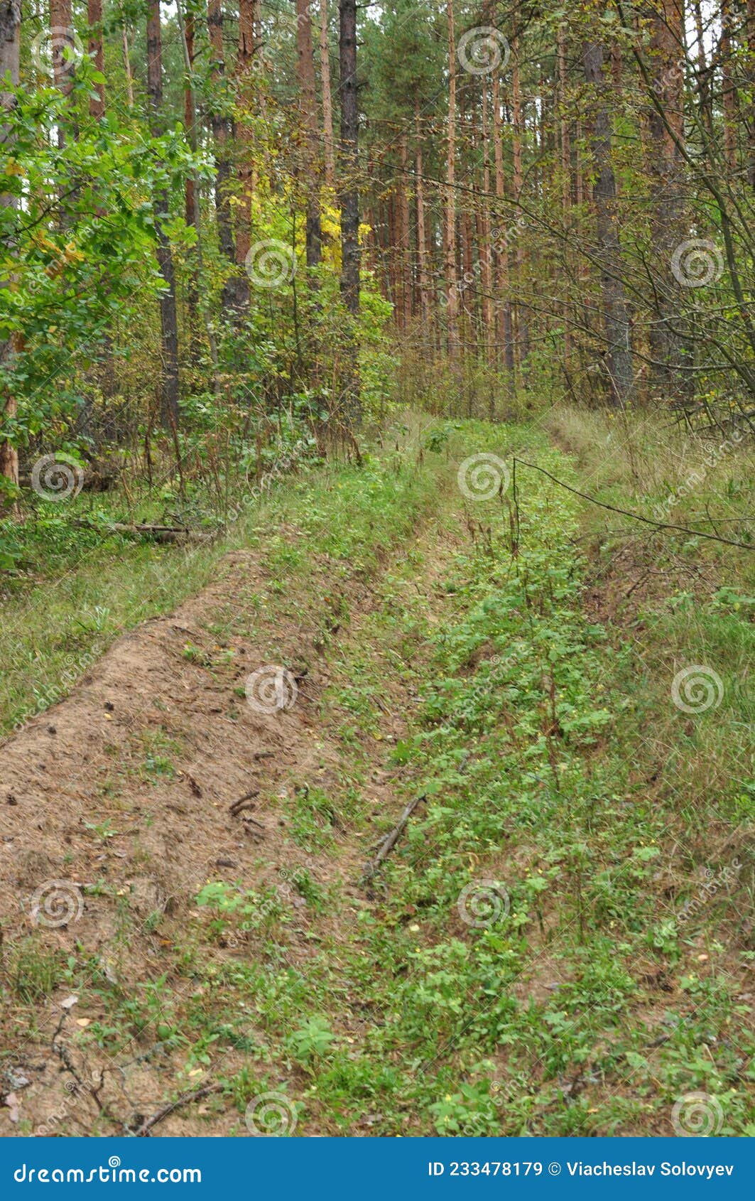 Panorama of the Forest. Fire Moat in the Forest Stock Image - Image of ...