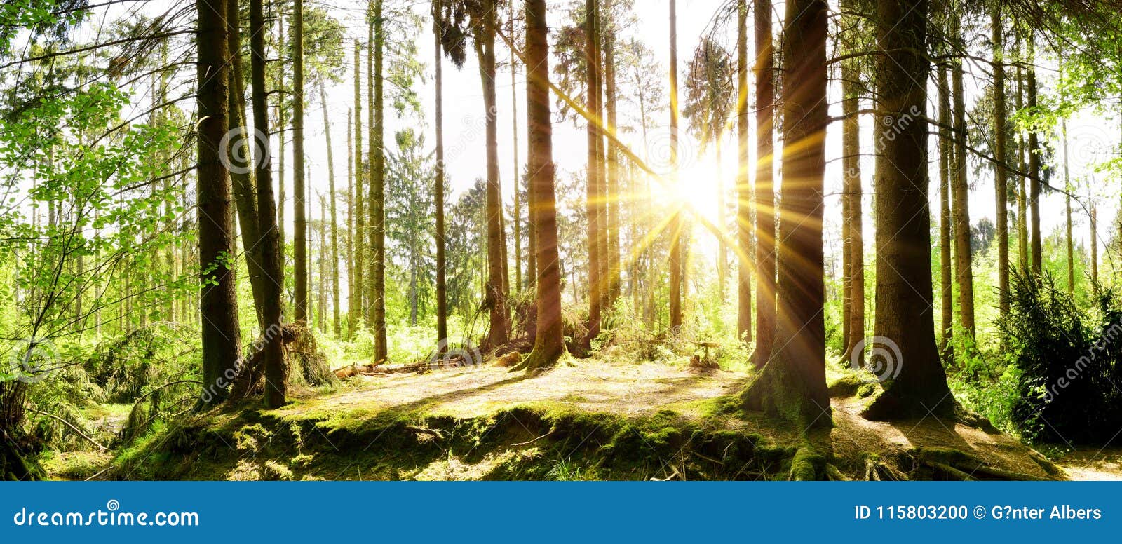 Panorama of a Beautiful Forest with Bright Sun Stock Photo - Image of ...