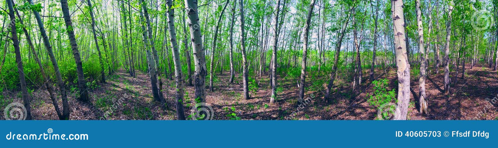 Panorama of the forest stock image. Image of pine, jungle - 40605703