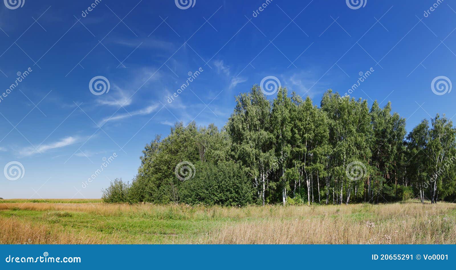 Panorama of Forest with Vivid Sky Stock Image - Image of ground, nature ...