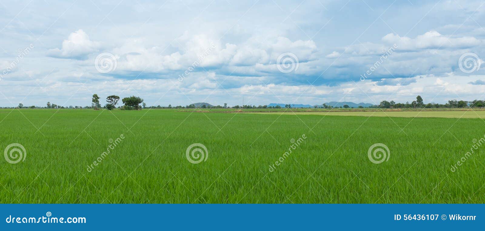 Panorama Green Fresh Rice Field with Sky Stock Image - Image of growth ...
