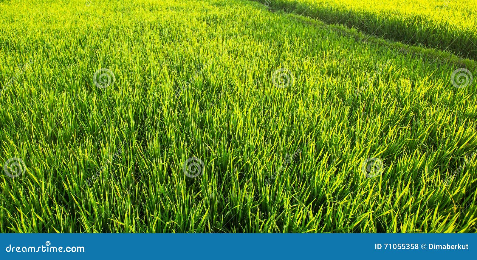 Panorama of a Green Rice Field . Stock Photo - Image of fresh, asia ...