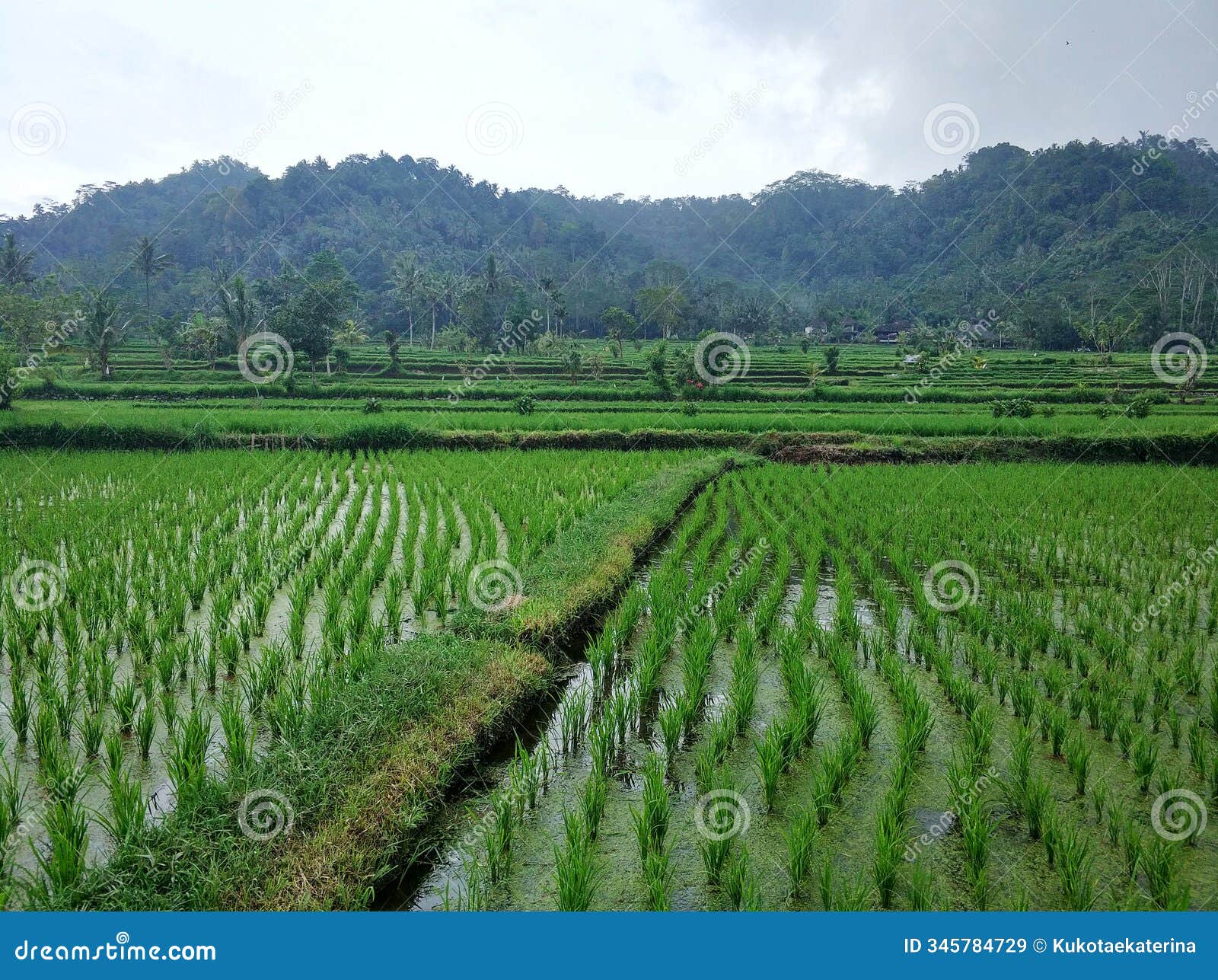 Panorama of Green Rice Fields with Palm Trees on the Tropical Island of ...