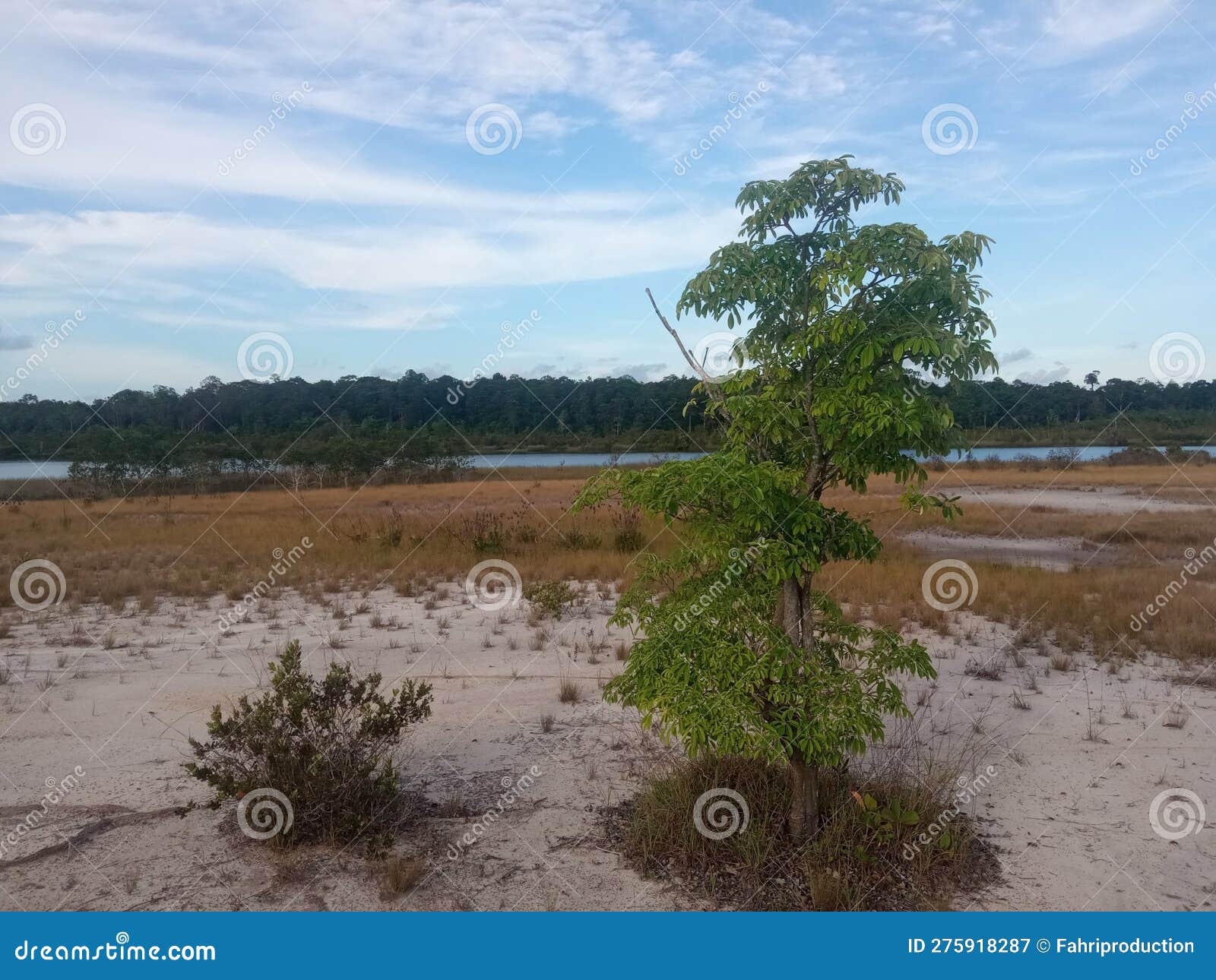 Panorama of Green Tree Near the Lake Look so Peacefully Stock Image ...