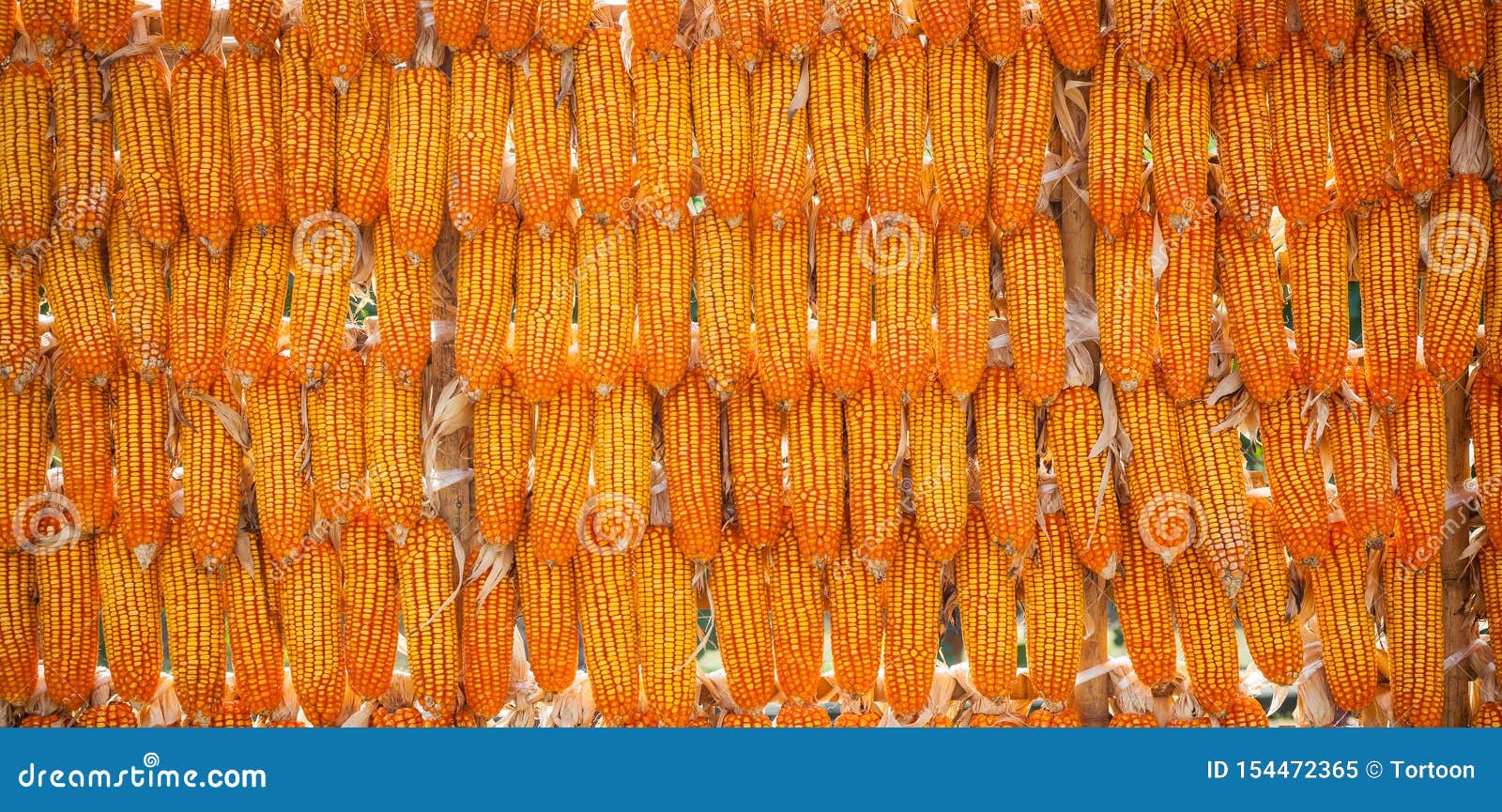 Panorama of Group Corn Dry for Harvest Background Texture Stock Image ...