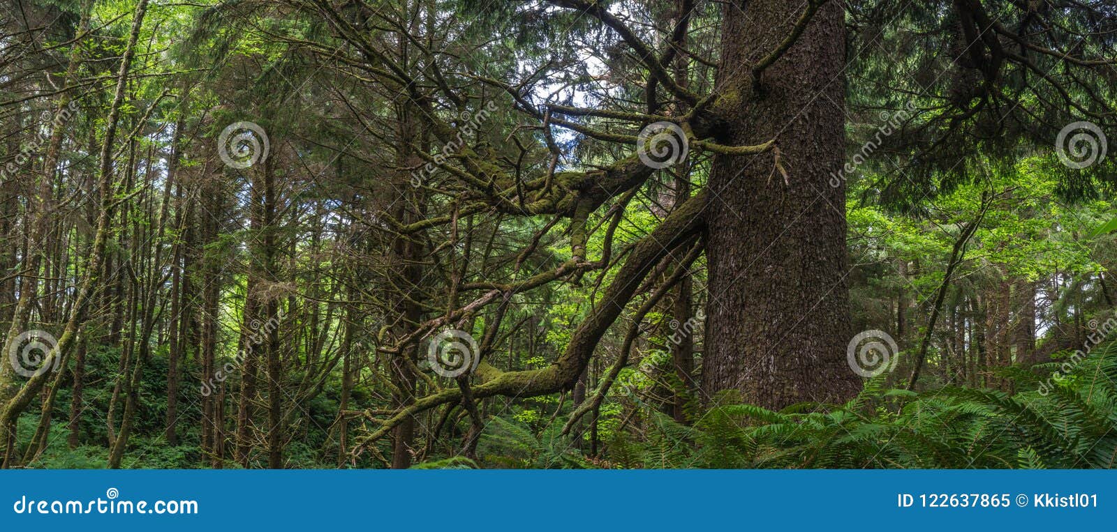 Panorama of Growth in Oregon Rainforest Stock Image - Image of ...