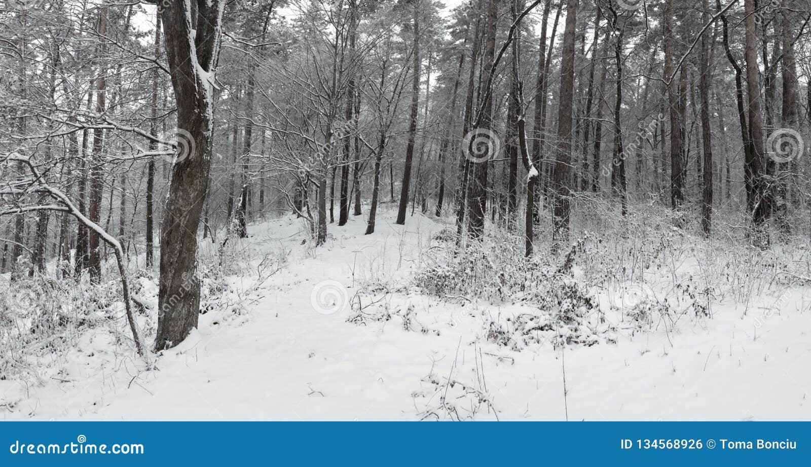 Panorama of Heavy Snow into the Forest Stock Photo - Image of abstract ...