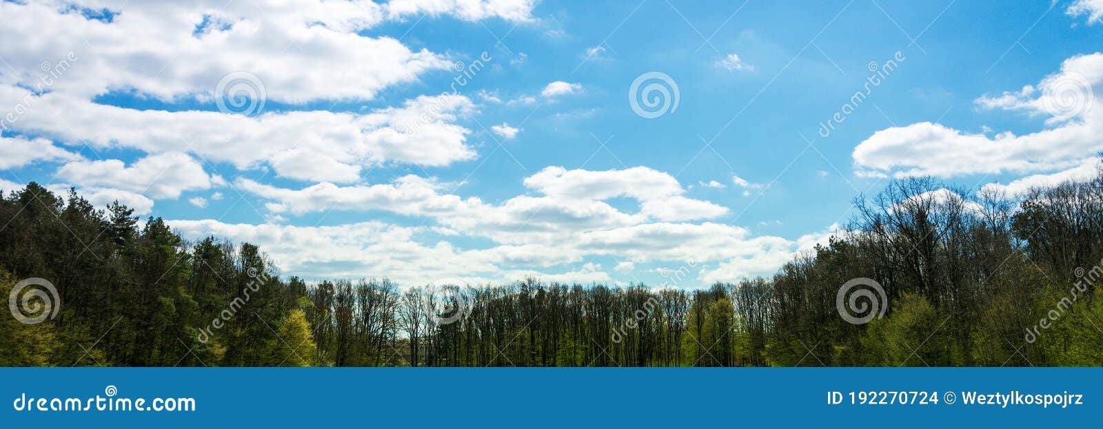 308 Panorama Beutiful Green Forest Stock Photos - Free & Royalty-Free ...