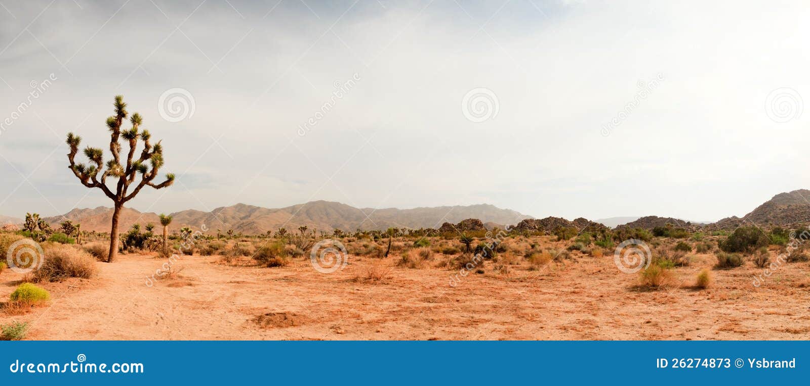 Panorama Joshua Tree National Park Stock Image - Image of north ...