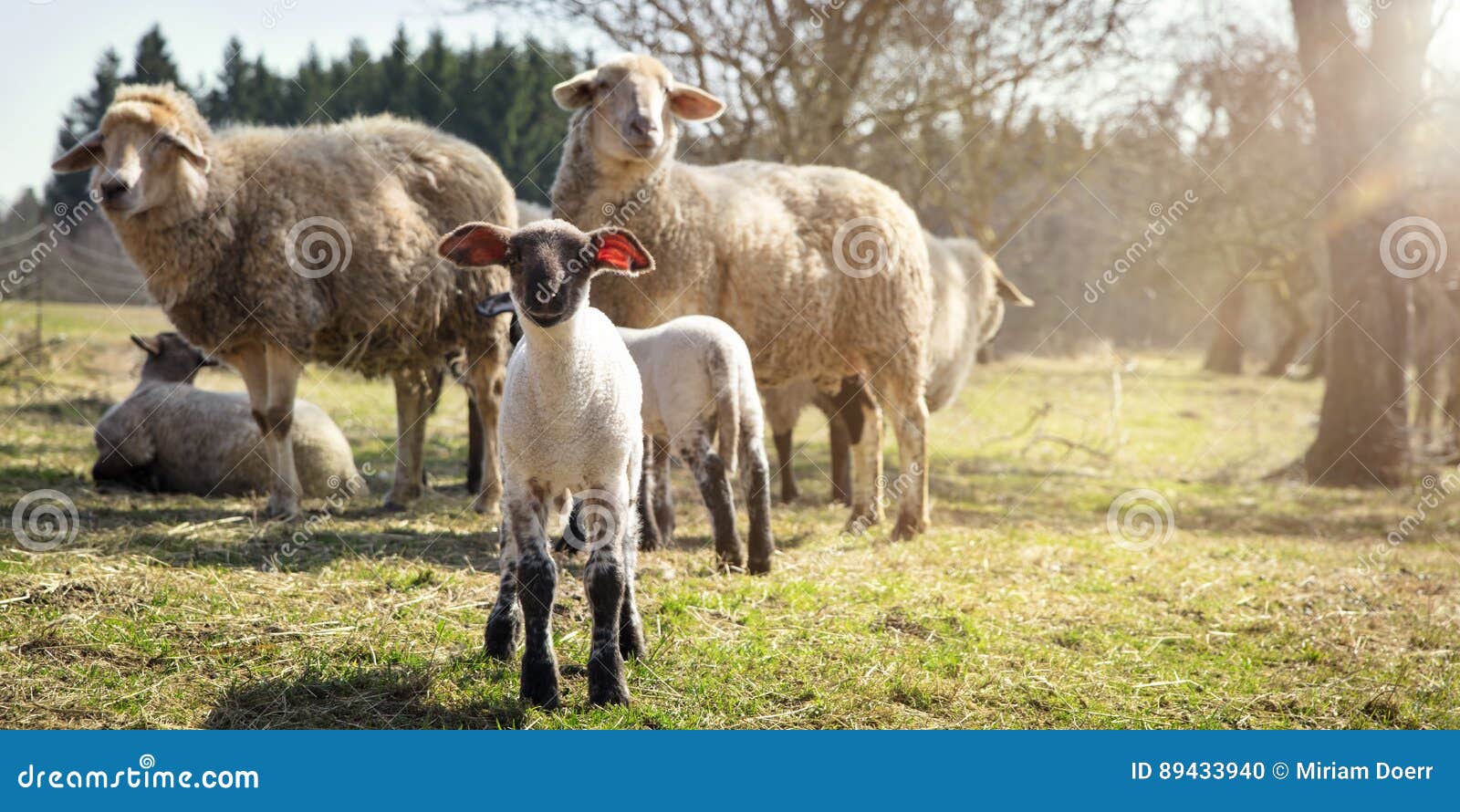 Panorama, Lamb and Sheep Flock, Animal Welfare Stock Photo - Image of ...