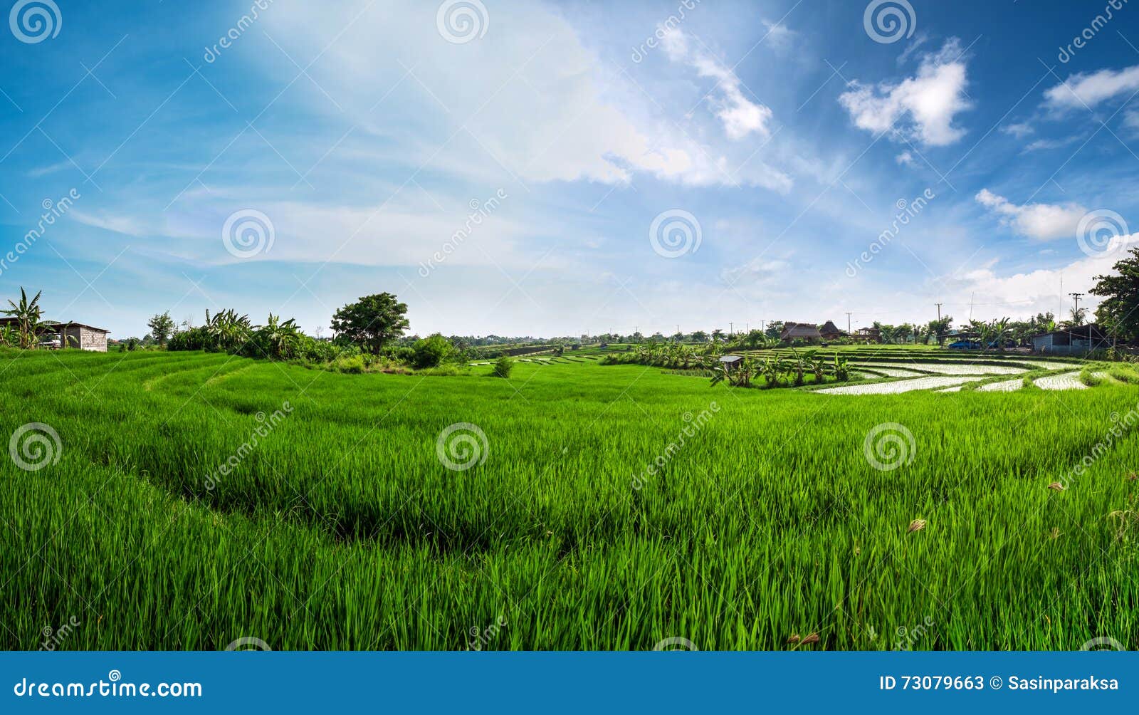 Panorama Landscape, Green Rice Field with Blue Sky in the Morning Stock ...