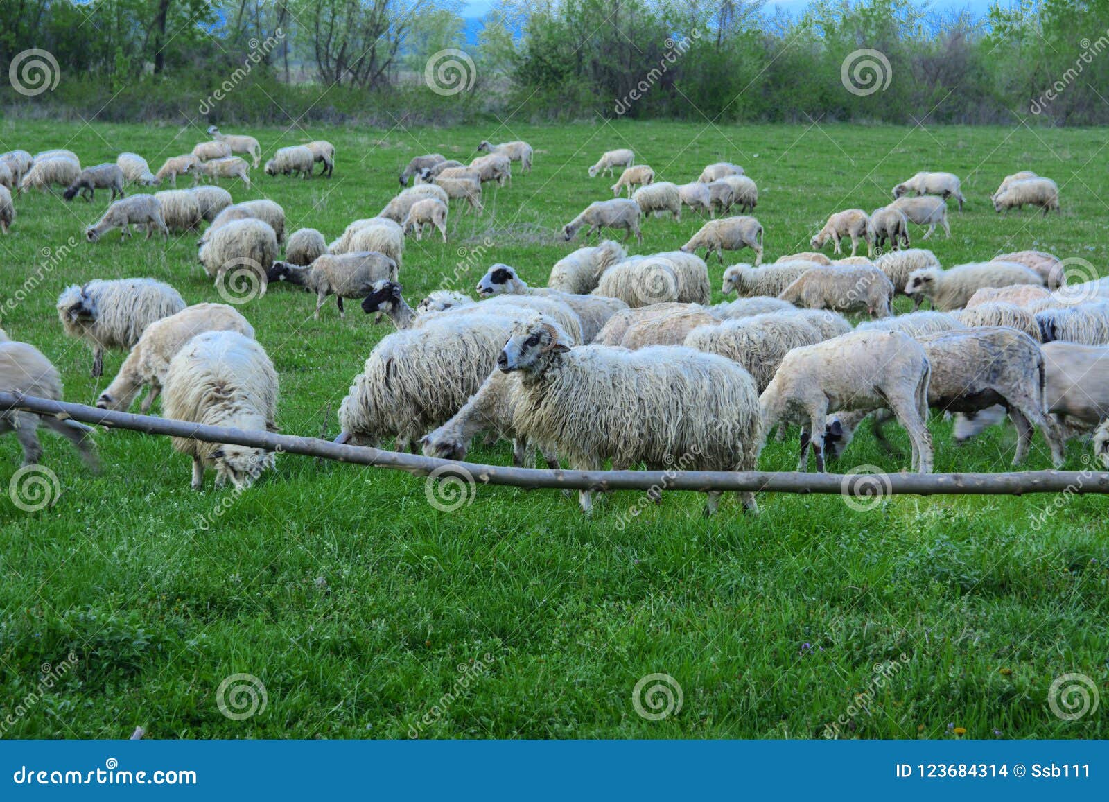 Panorama Of The Landscape With A Herd Of Sheep Grazing On The Gr Stock