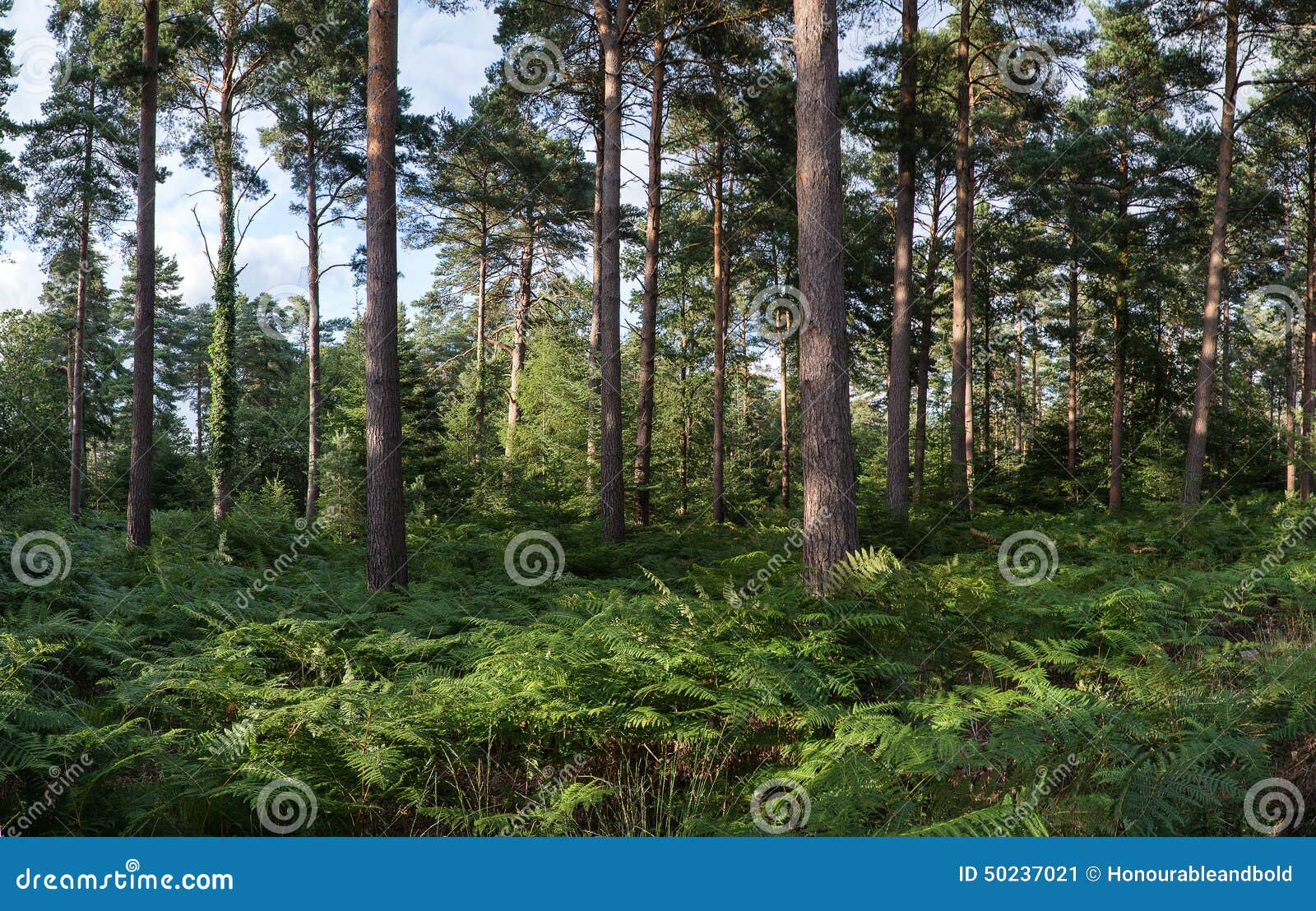 Panorama Landscape Lush Green Forest in Summer Stock Image - Image of ...