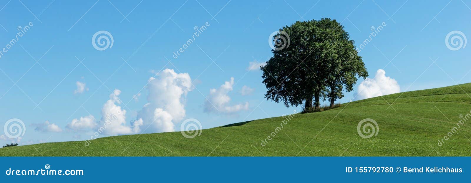 Panorama Landscape. Single Tree Group Stock Photo - Image of cloud ...