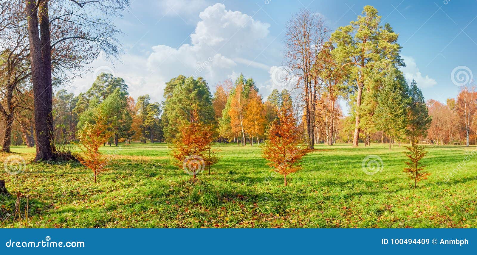 Glade in Park on Background of Conifers and Deciduous Trees Stock Image ...