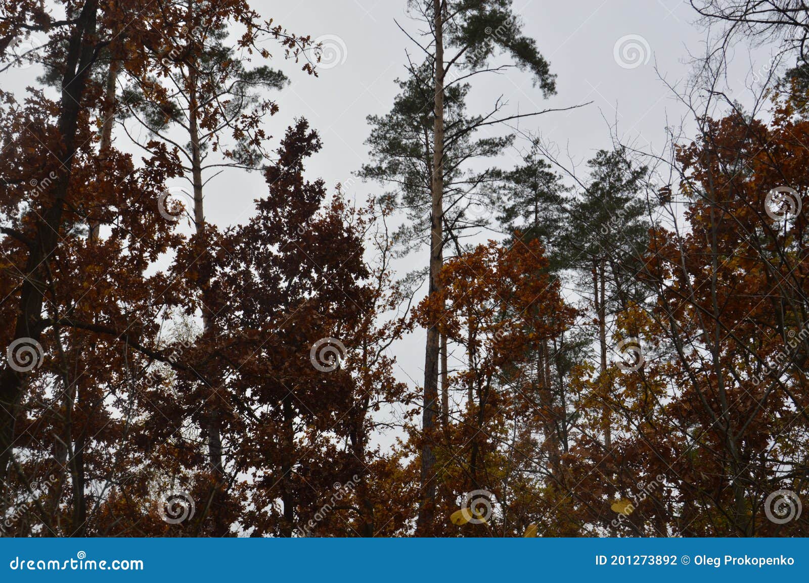 Panorama of Late Autumn Forest Stock Photo - Image of sunlight ...