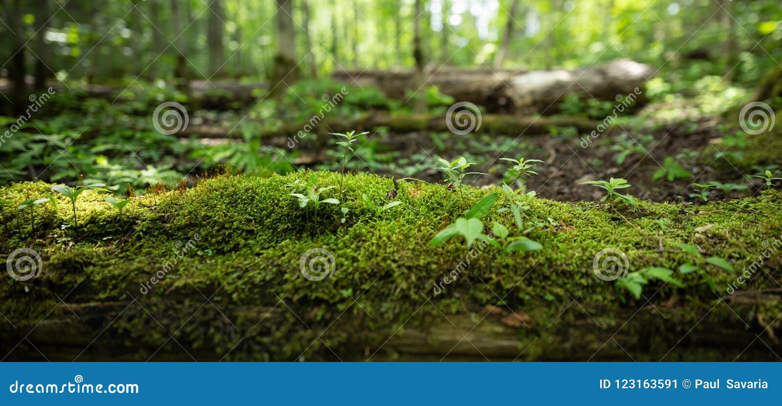 Panorama of Log with Moss and Sprouting Trees in Forest Stock Image ...