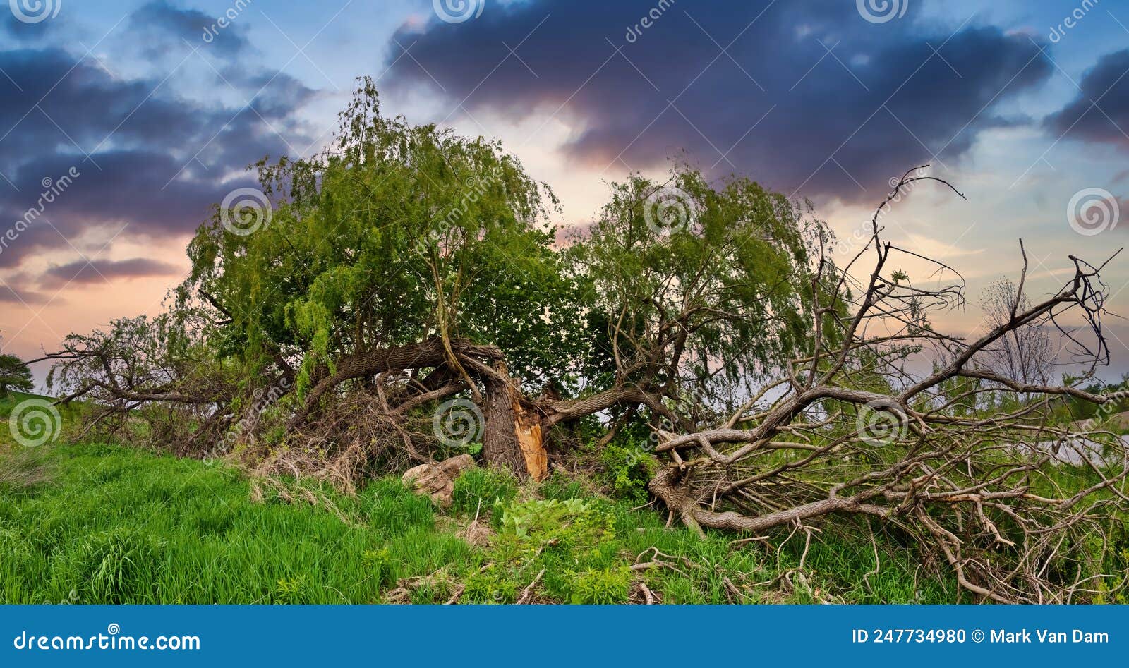 Panorama of Magnificent Giant Willow Tree Split and Broken in a Farmer ...