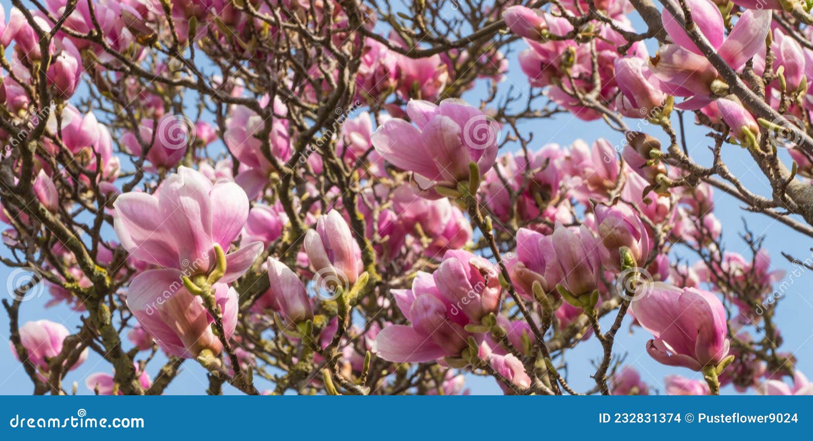 Panorama of Magnolia Branches in Front of Blue Sky Stock Photo - Image ...