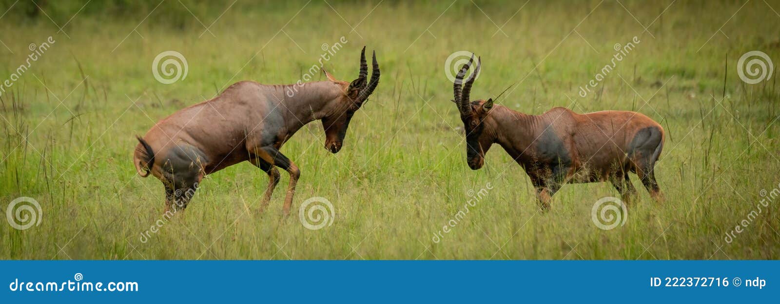 Panorama of Male Topis Fighting in Grass Stock Photo - Image of ...