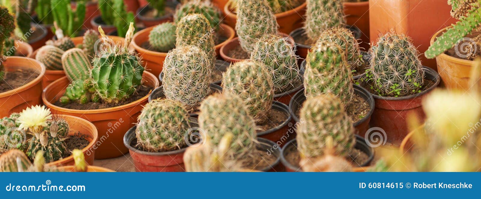 Panorama of many cactus stock image. Image of plant, panorama - 60814615