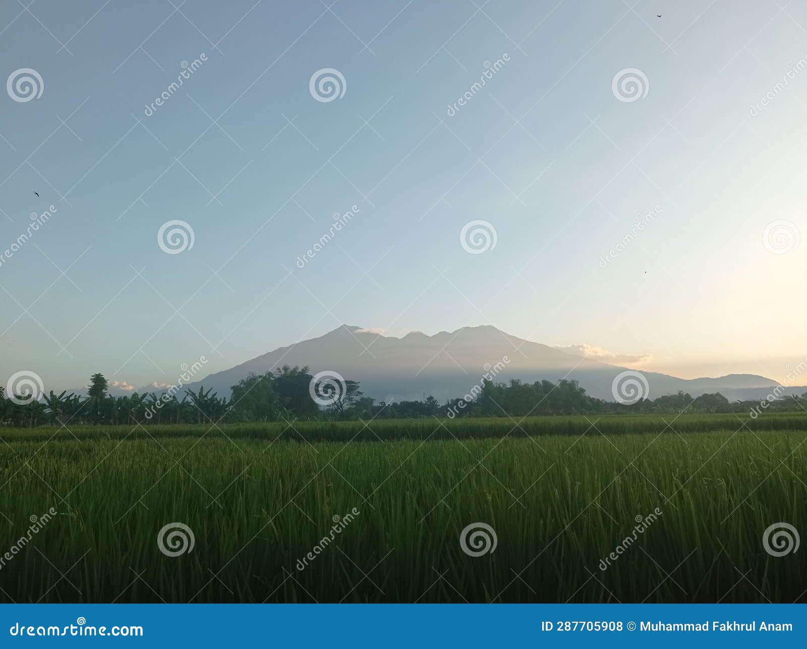 Panorama. Mountains and Rice Fields in the Afternoon in Indonesia Stock ...