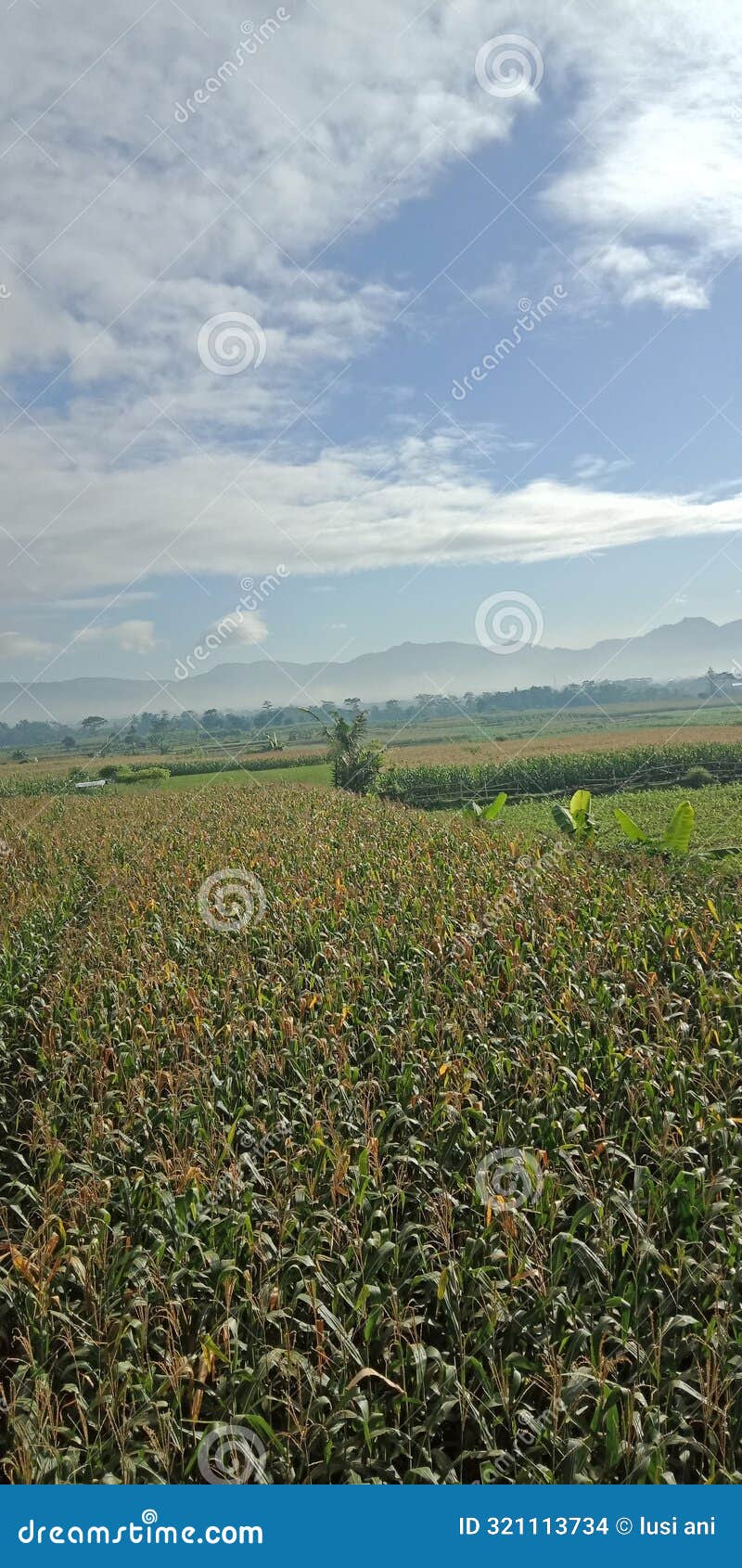 Panorama of Mountains and Rice Fields with Corn Trees? Stock Photo ...