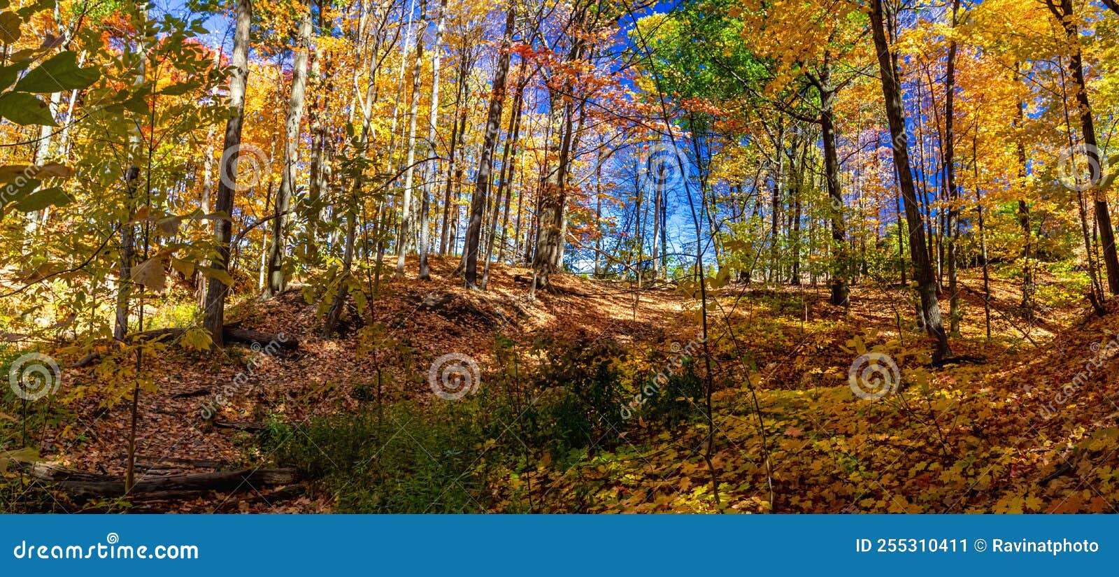 Panorama of Nature in Full Display in Fall with the Forest in Full ...