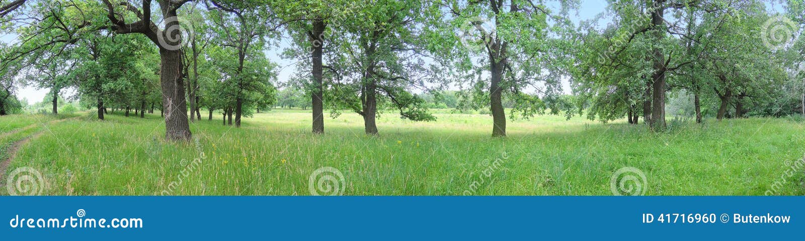 Panorama of oak trees stock photo. Image of bush, leaves - 41716960