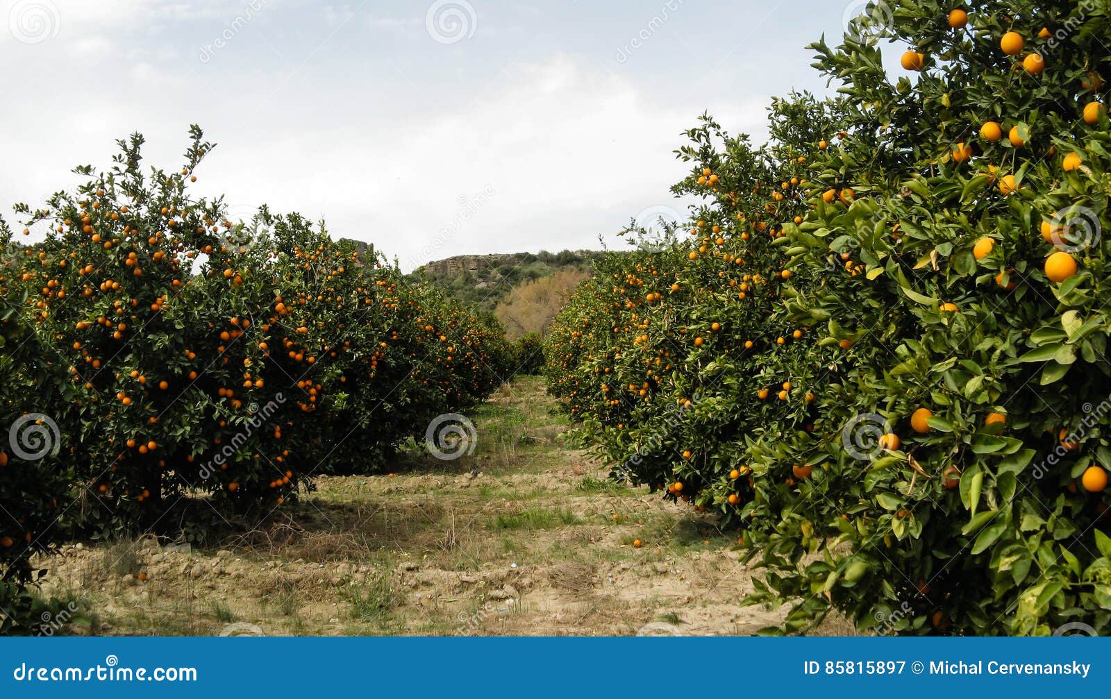 Panorama of Orange Tree Farm Plantation in Turkey Stock Image - Image ...